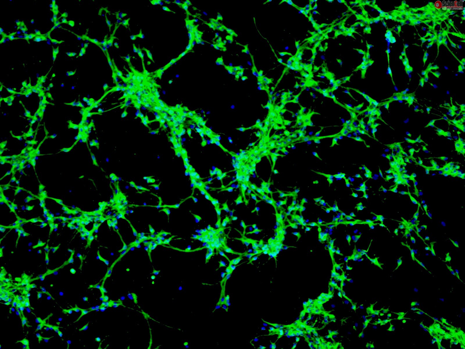 Rat Neurons ventral spinal cord