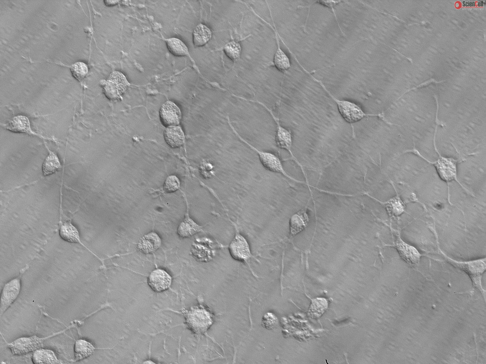 Rat Oligodendrocyte Precursor Cells