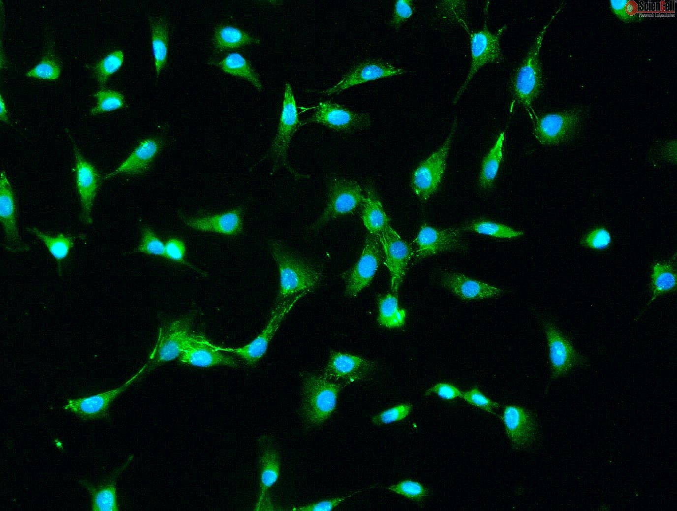 Rabbit Dermal Fibroblasts