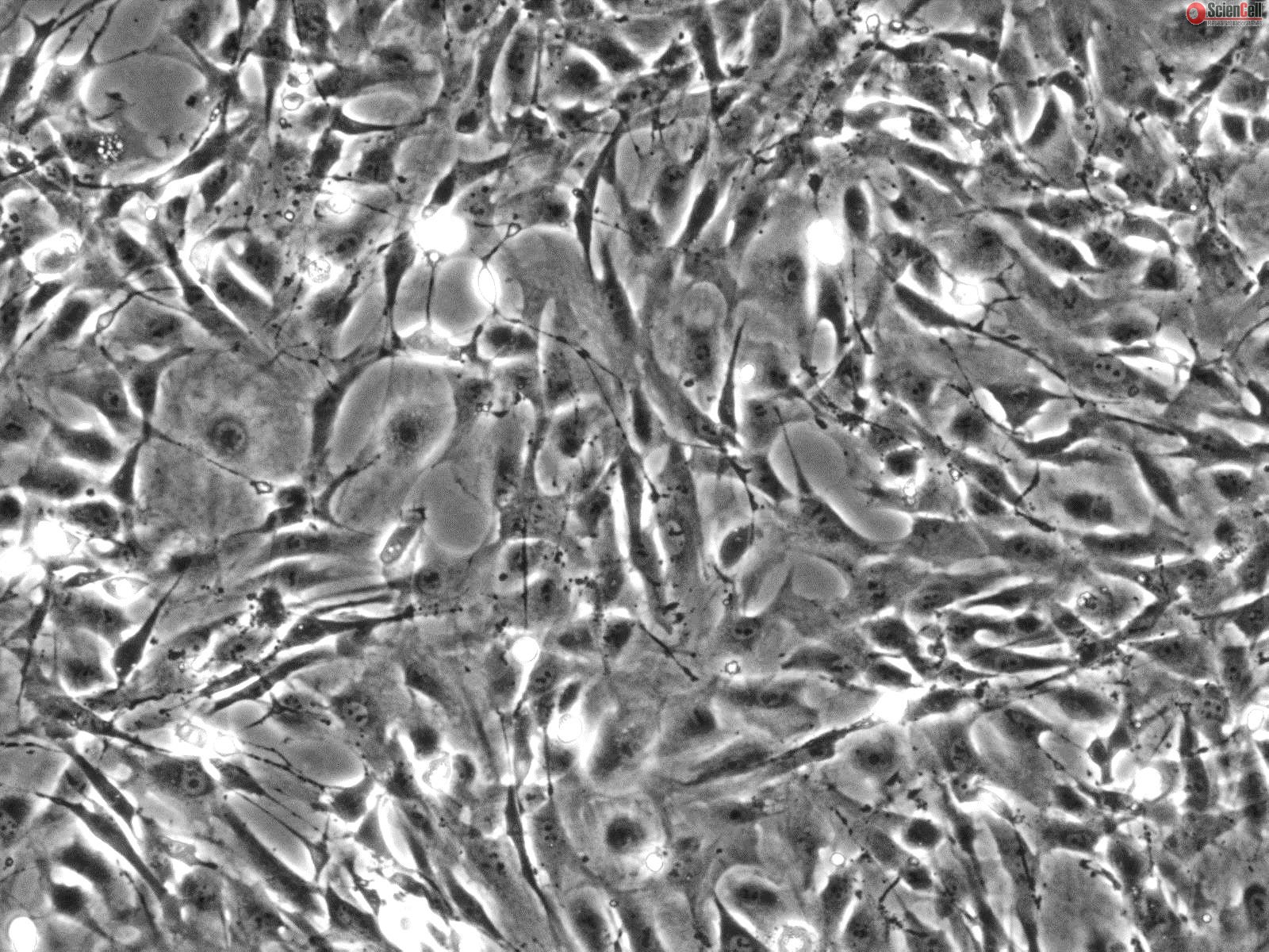 Rat Cardiac Myocytes