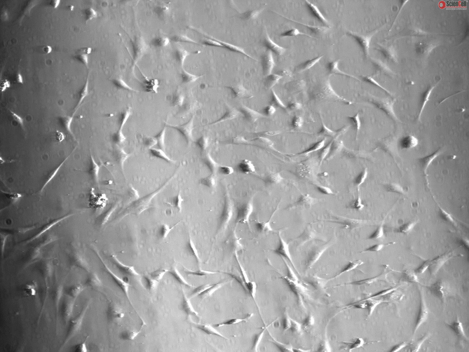 Rat Cardiac Myocytes