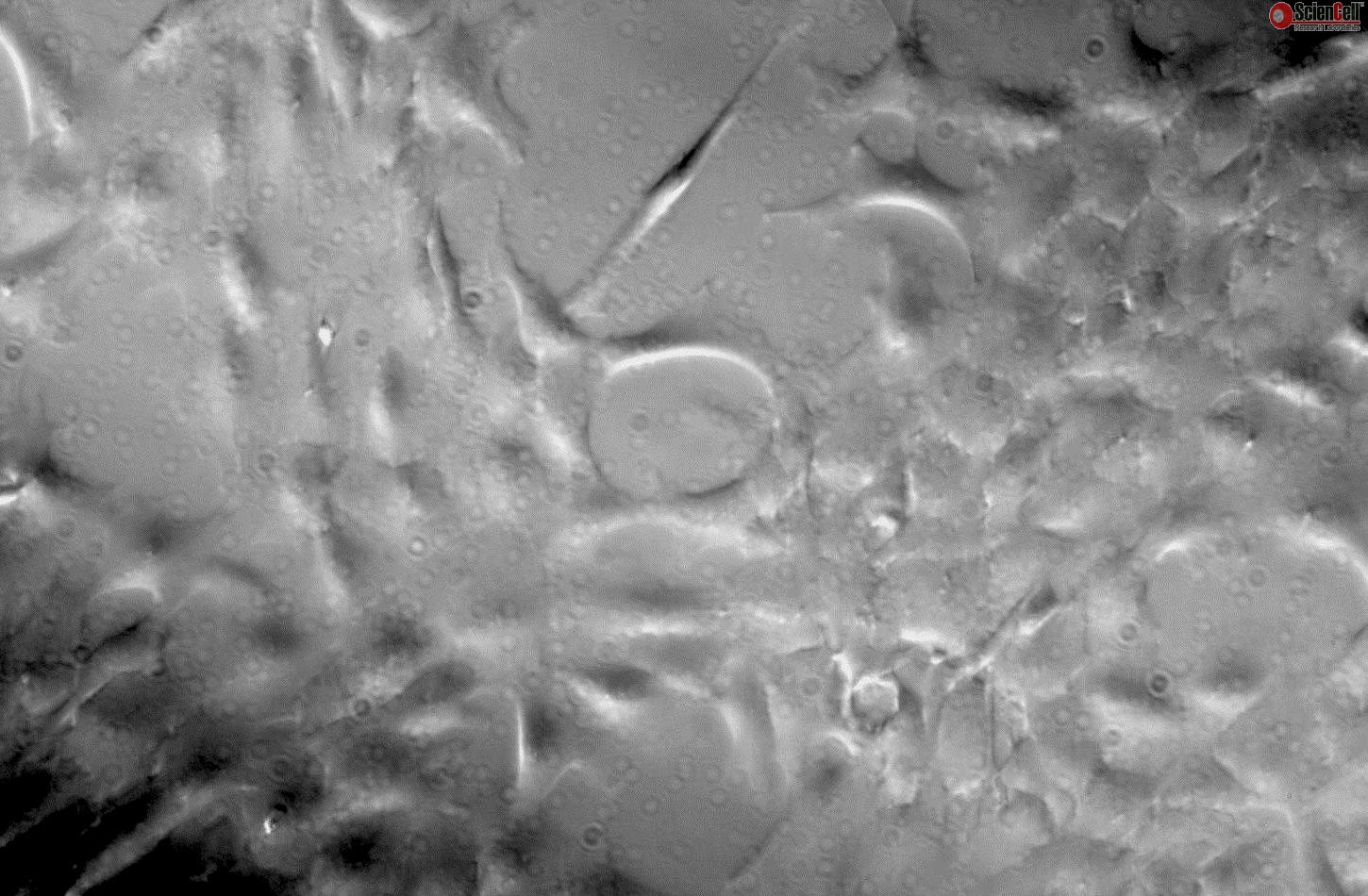 Rat Lens Epithelial Cells
