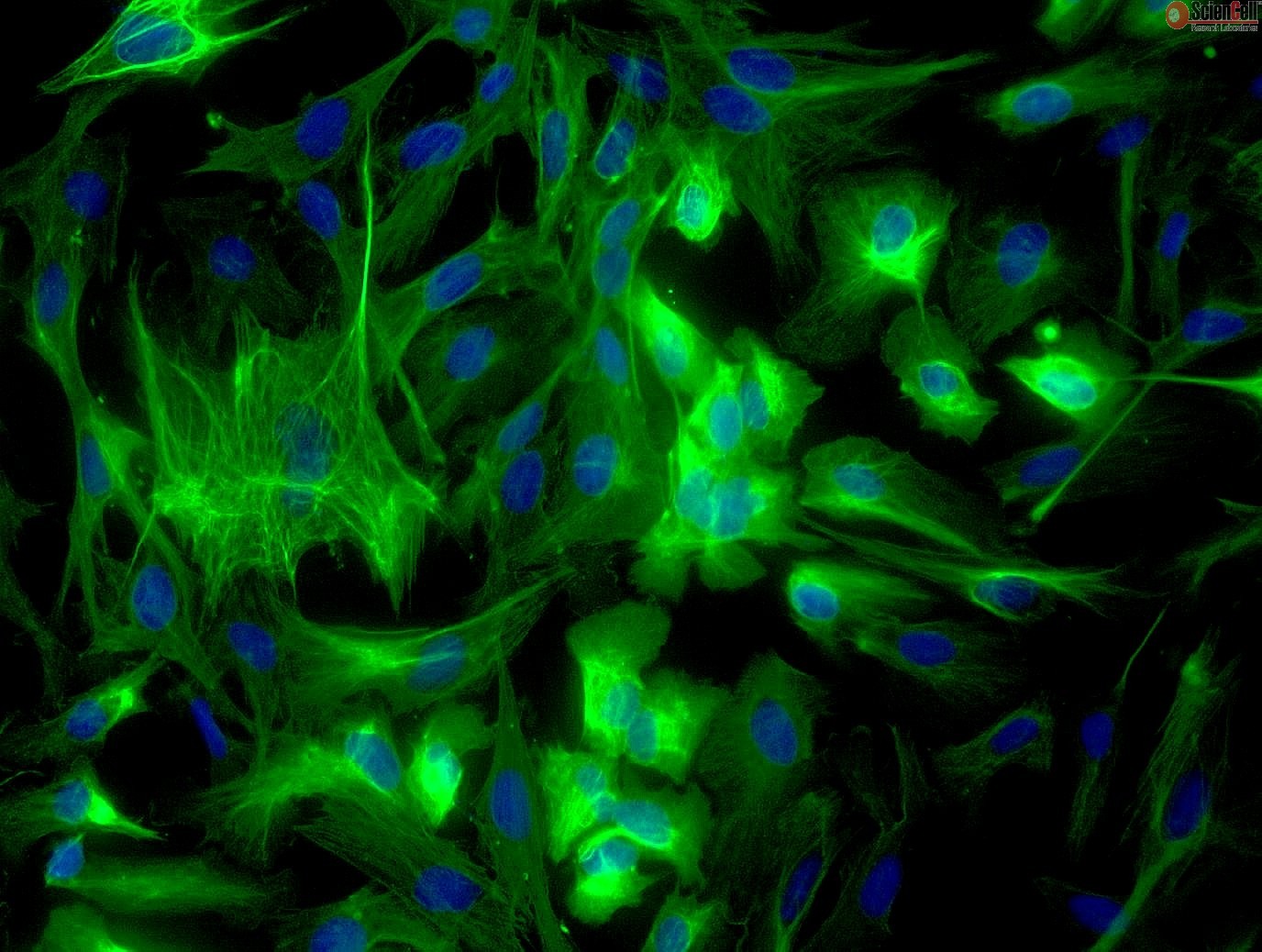 Rabbit Renal Proximal Tubular Epithelial Cells
