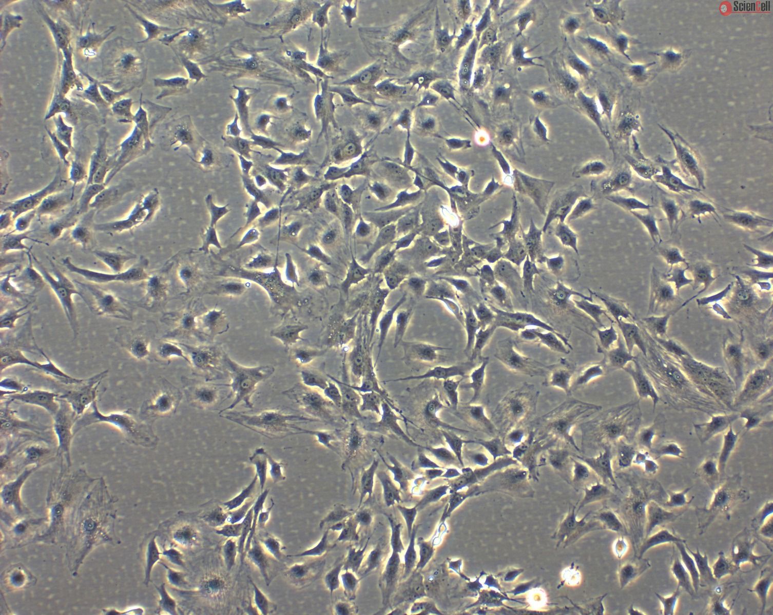 NEW! Rabbit Iris Pigment Epithelial Cells