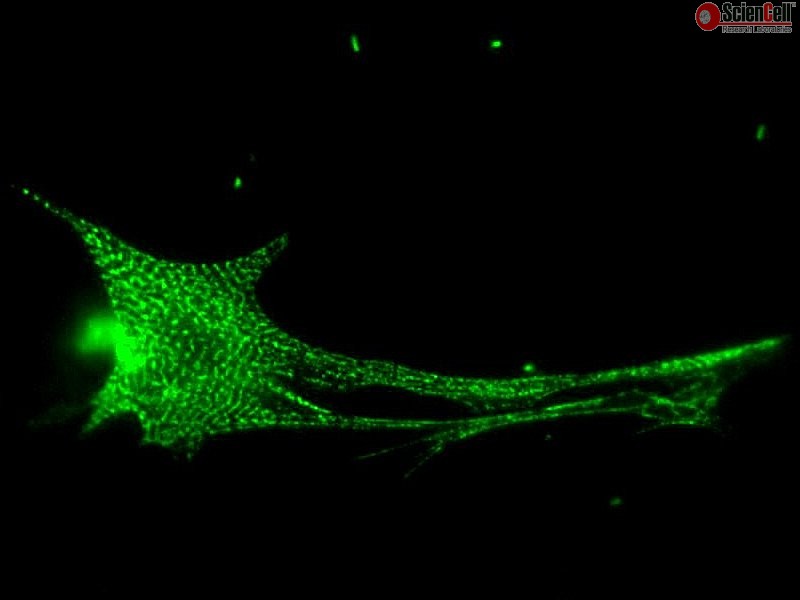 Rat Cardiac Myocytes
