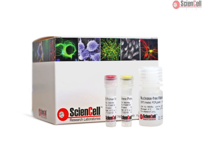 Relative Rat Telomere Length Quantification qPCR Assay Kit