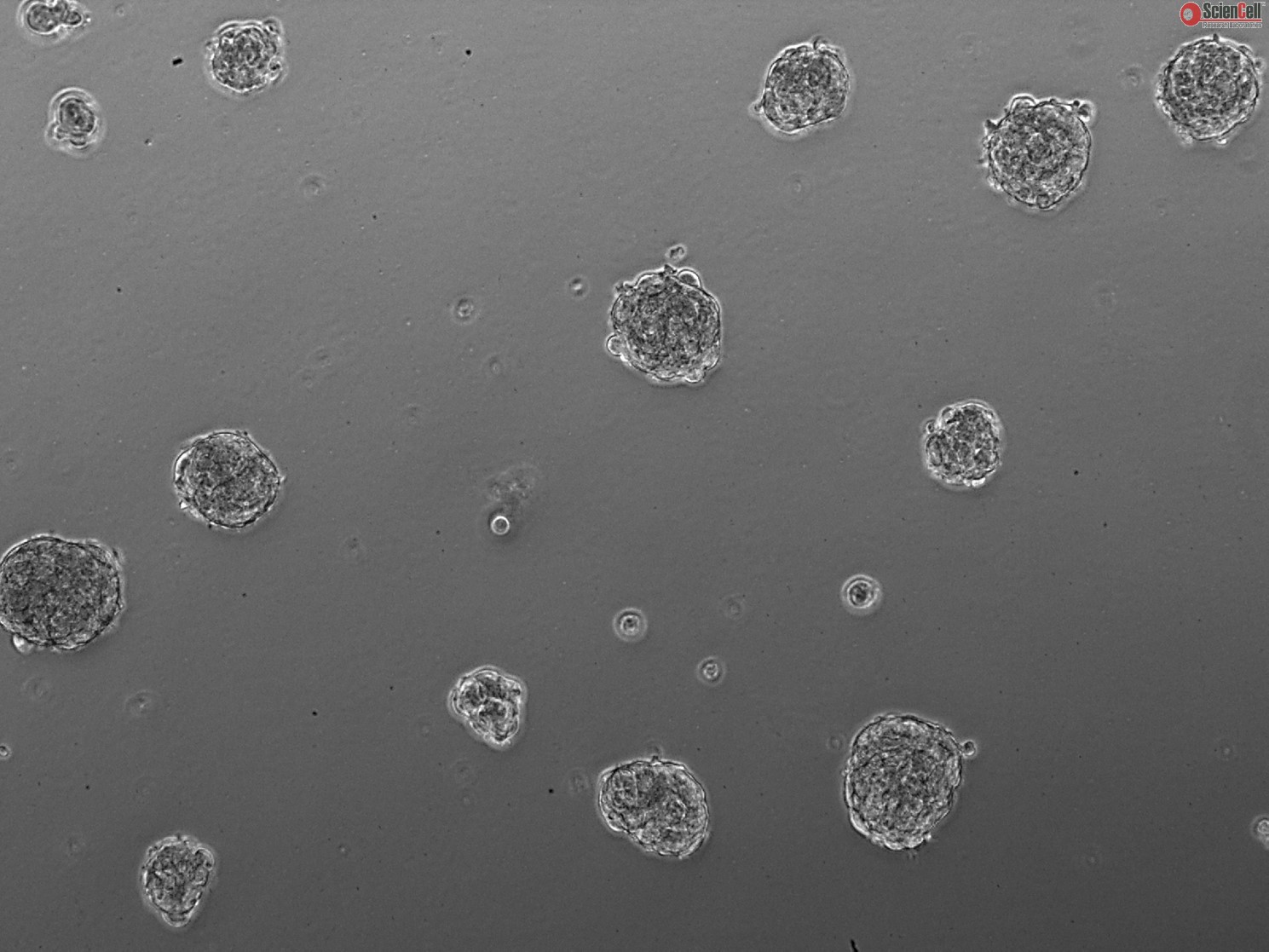 Ready-to-use 3D Human Chondrocyte-articular Spheroid Kit