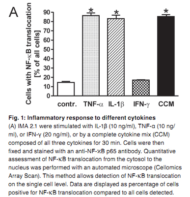 Immortalized Mouse Astrocytes - SV40T (IMA2.1)