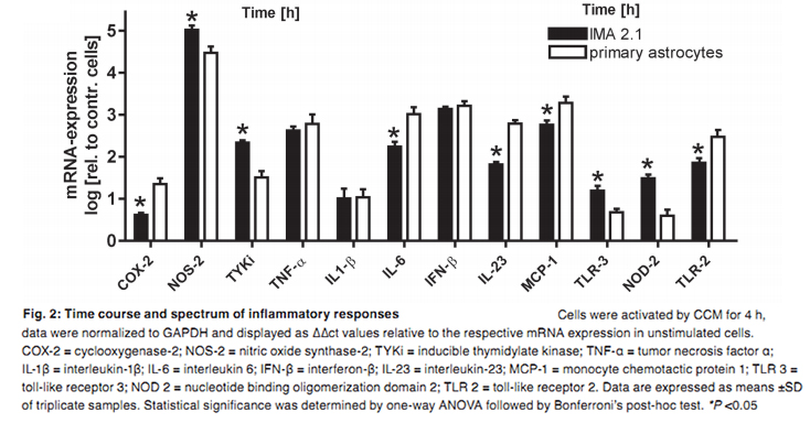 Immortalized Mouse Astrocytes - SV40T (IMA2.1)