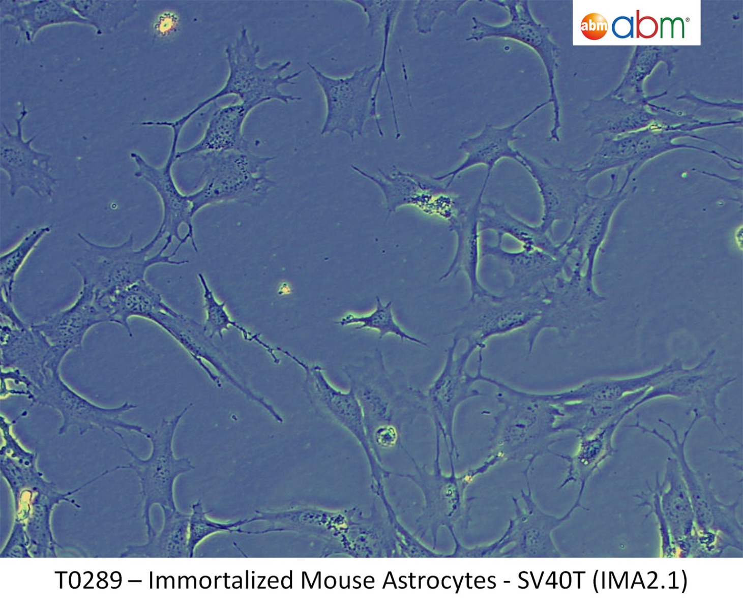 Immortalized Mouse Astrocytes - SV40T (IMA2.1)