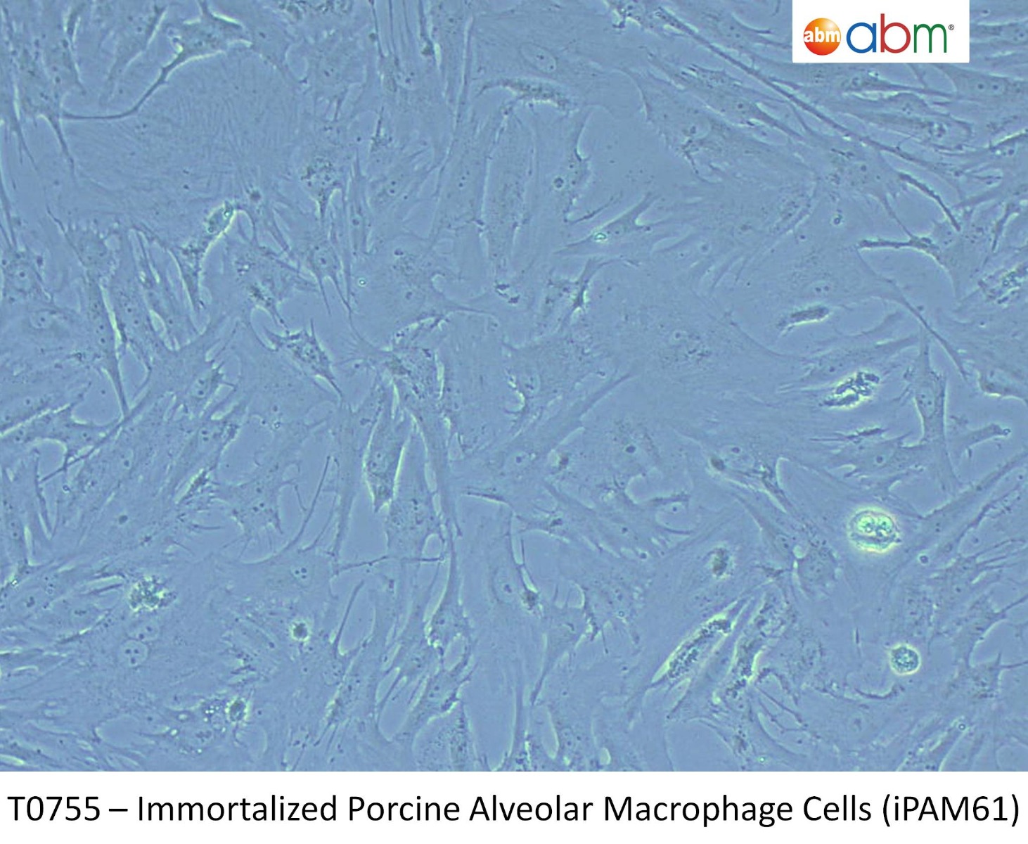 Immortalized Porcine Alveolar Macrophage Cells (iPAM61)
