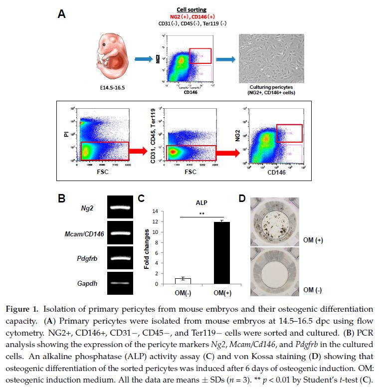 Immortalized Mouse Embryo Pericytes