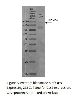Cas9 Expressing 293 Cell Line