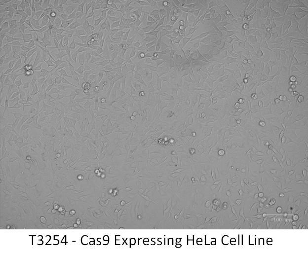 Cas9 Expressing HeLa Cell Line