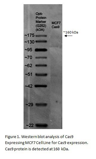 Cas9 Expressing MCF7 Cell Line
