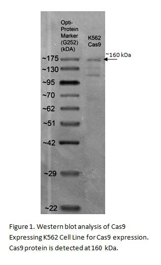 Cas9 Expressing K562 Cell Line