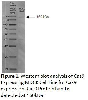 Cas9 Expressing MDCK Cell Line