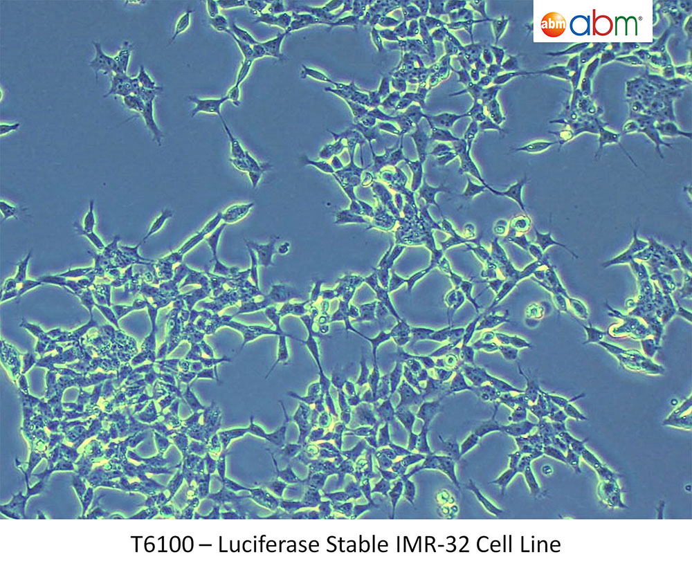 Luciferase Stable IMR-32 Cell Line
