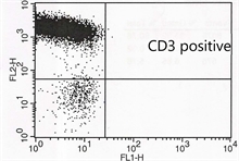 Human T Cells